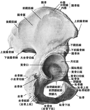 （一）Cingulum membri inferioris [Cingulum pelvicum]（下肢帯）Pelvic girdle