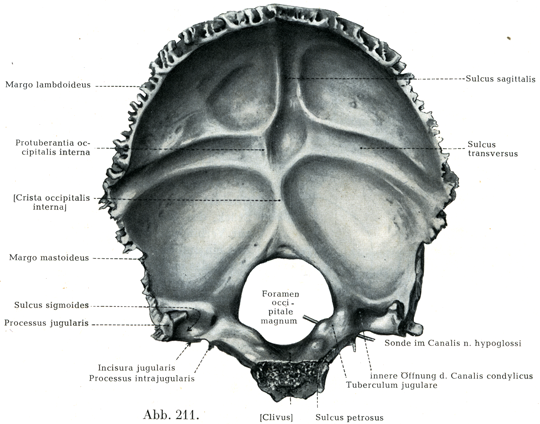 Rauber-Kopsch解剖学