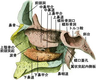 6，Norma facialis（前面観）Norma facialis