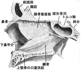 6，Norma facialis（前面観）Norma facialis