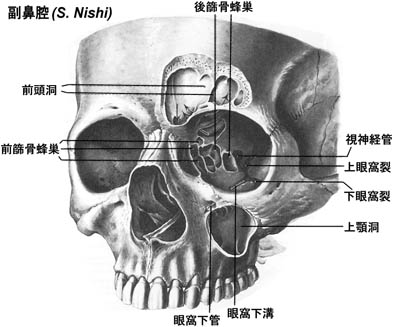 6，Norma facialis（前面観）Norma facialis