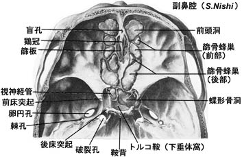 6，Norma facialis（前面観）Norma facialis