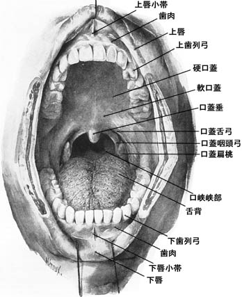 6，Norma facialis（前面観）Norma facialis