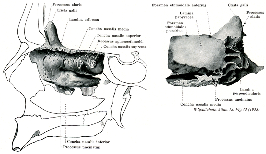 Terminologia Anatomica(TA)に基づく解剖学