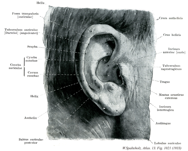 Terminologia Anatomica(TA)に基づく解剖学