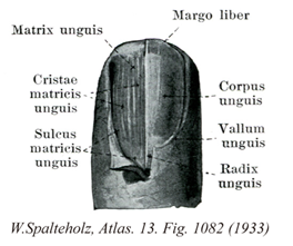Terminologia Anatomica(TA)に基づく解剖学