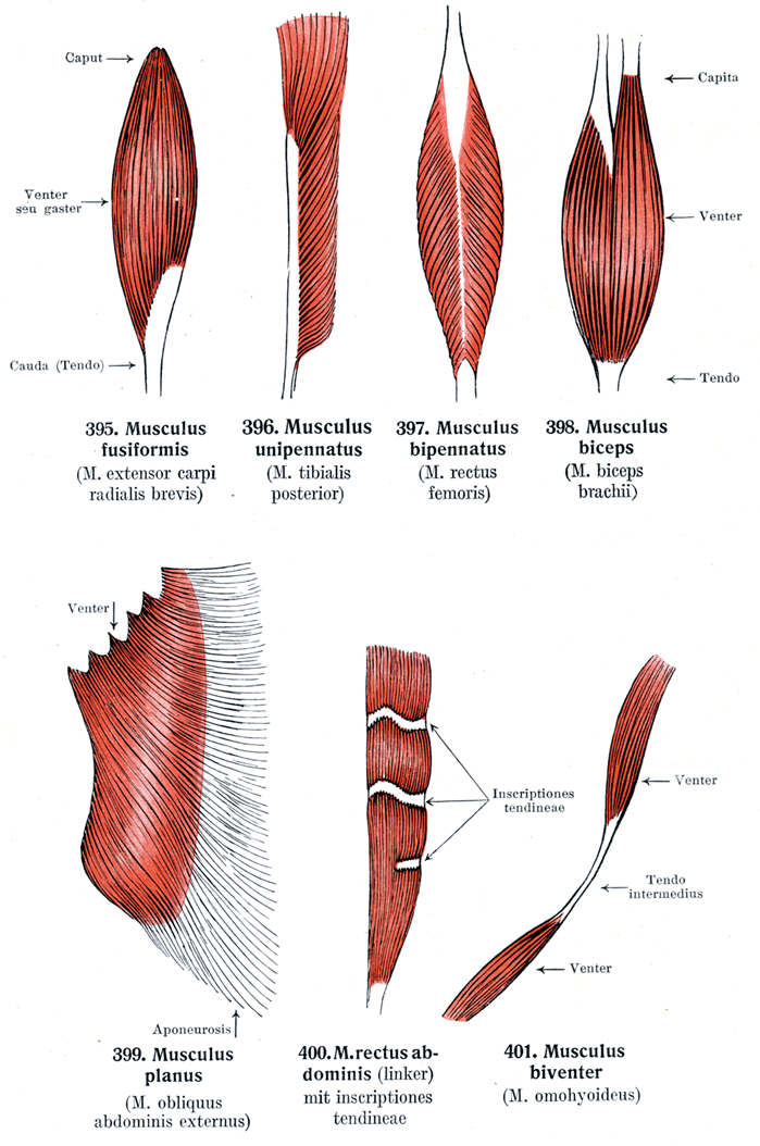 Terminologia Anatomica(TA)に基づく解剖学