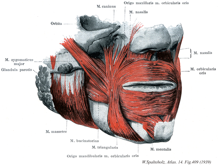 Terminologia Anatomica(TA)に基づく解剖学