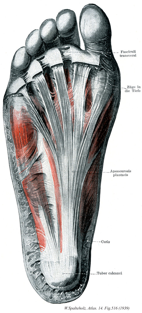 Terminologia Anatomica(TA)に基づく解剖学