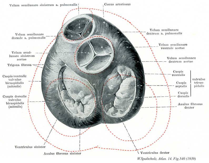 Terminologia Anatomica(TA)に基づく解剖学