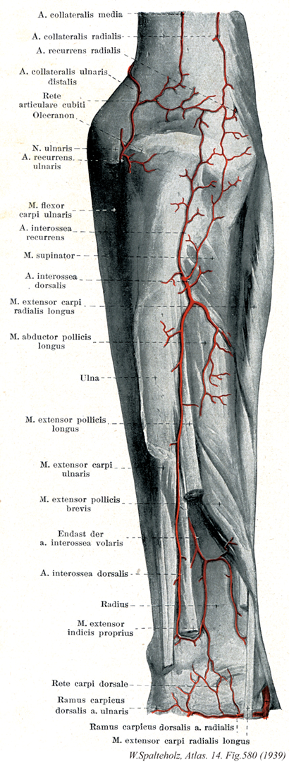 Terminologia Anatomica(TA)に基づく解剖学