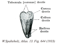Terminologia Anatomica(TA)に基づく解剖学