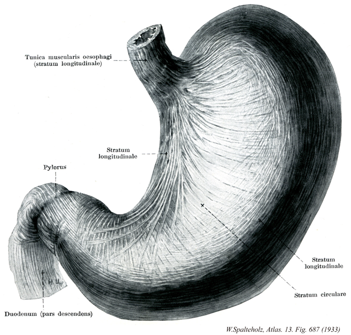 Terminologia Anatomica(TA)に基づく解剖学