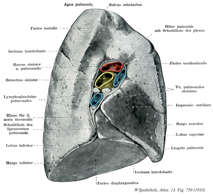Terminologia Anatomica(TA)に基づく解剖学