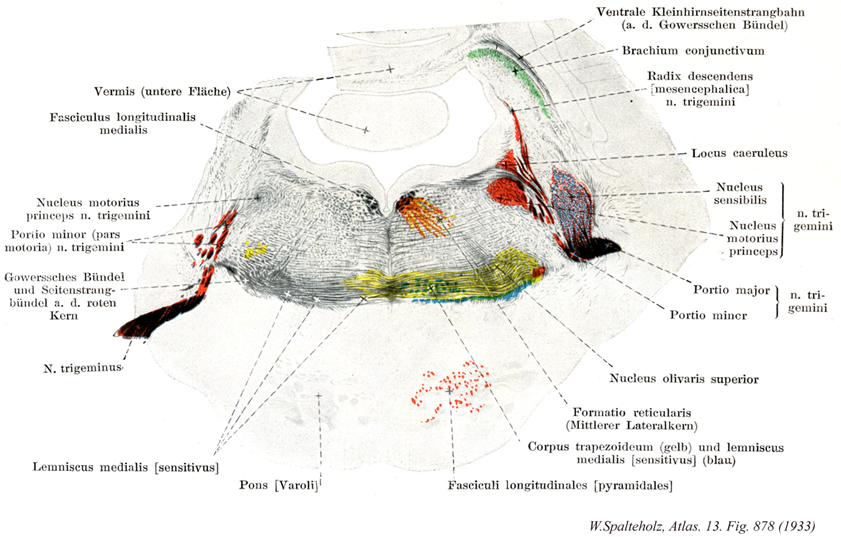 Terminologia Anatomica(TA)に基づく解剖学