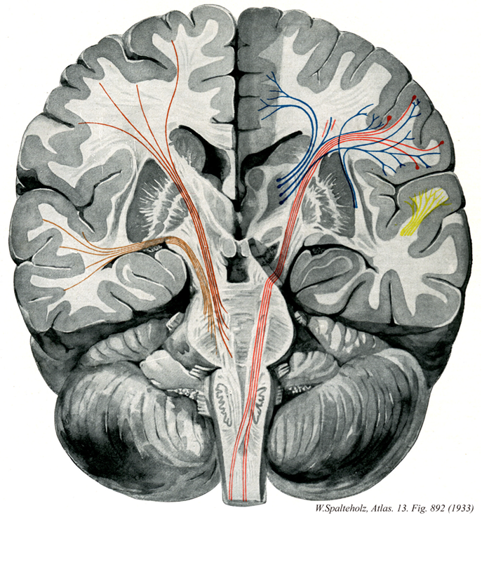 Terminologia Anatomica(TA)に基づく解剖学
