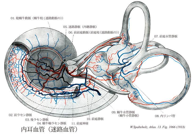 Terminologia Anatomica(TA)に基づく解剖学