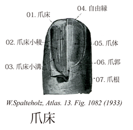 Terminologia Anatomica(TA)に基づく解剖学