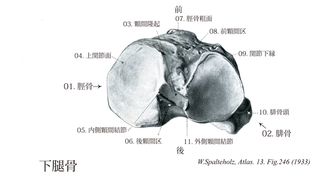 Terminologia Anatomica(TA)に基づく解剖学