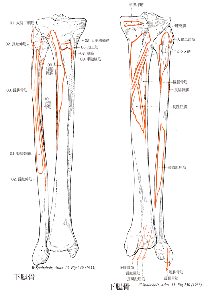 Terminologia Anatomica(TA)に基づく解剖学