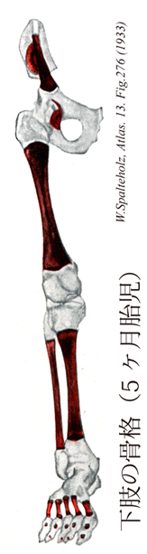 Terminologia Anatomica(TA)に基づく解剖学