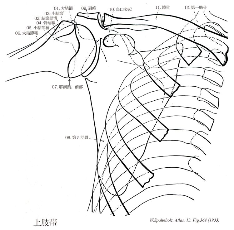 Terminologia Anatomica(TA)に基づく解剖学