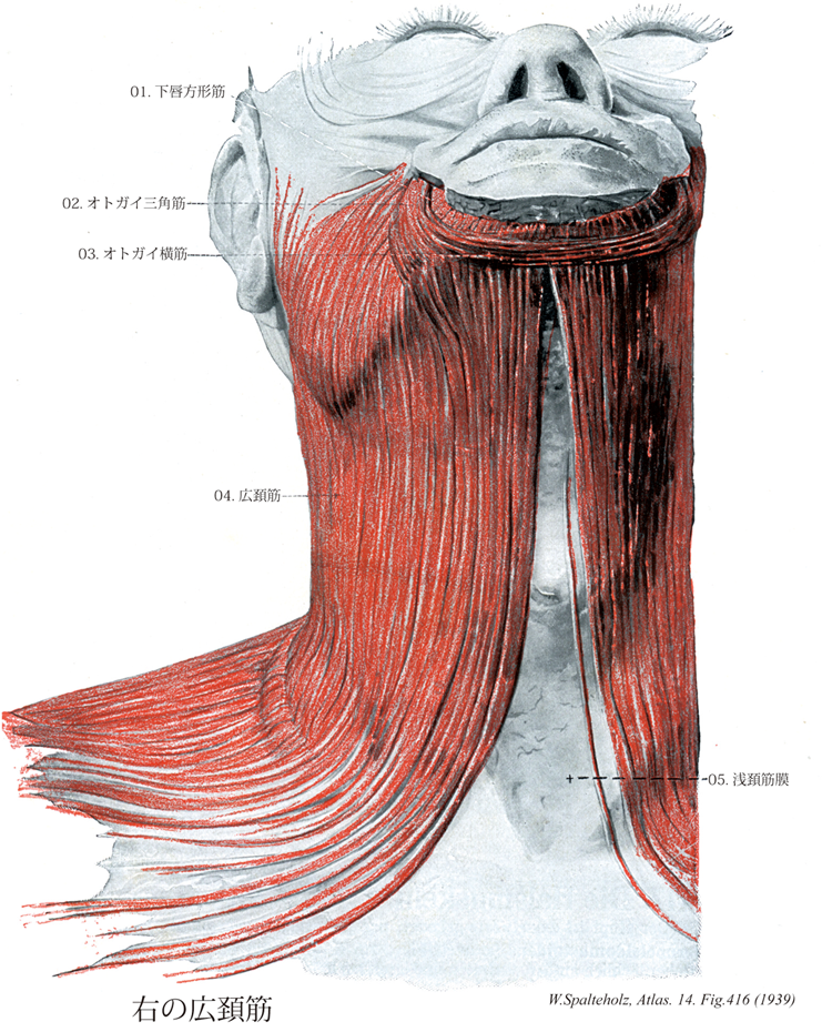 Terminologia Anatomica(TA)に基づく解剖学