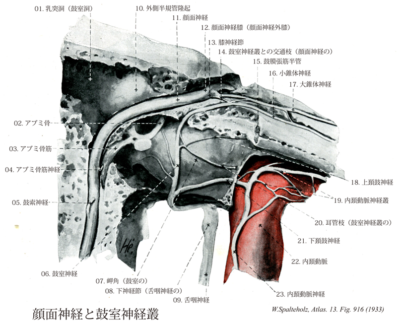 Terminologia Anatomica(TA)に基づく解剖学