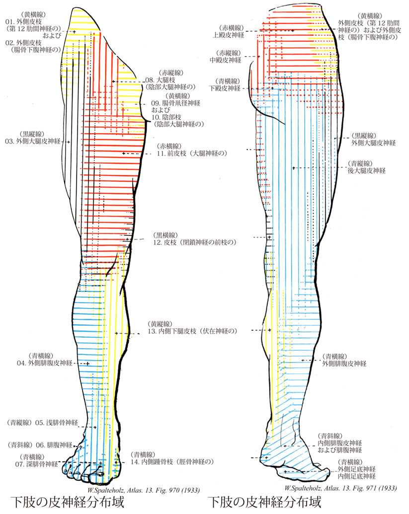 Terminologia Anatomica(TA)に基づく解剖学